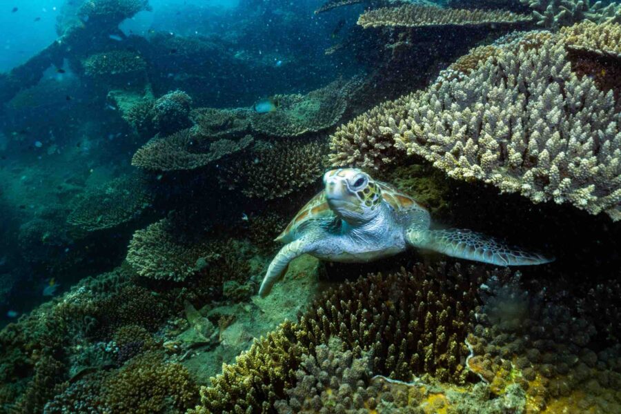 Discovering the turtles of Moreton Island - See Moreton