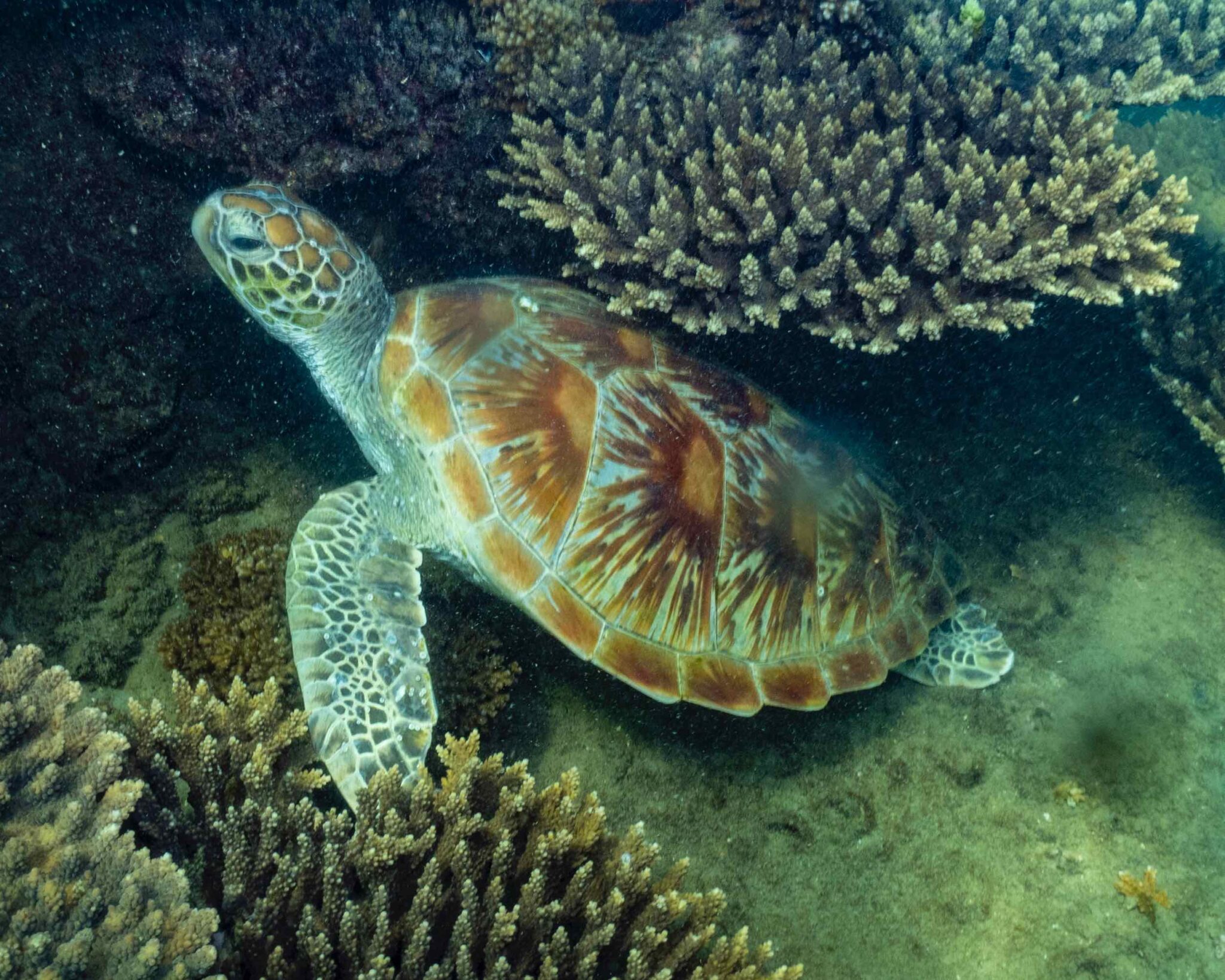 Discovering the turtles of Moreton Island - See Moreton
