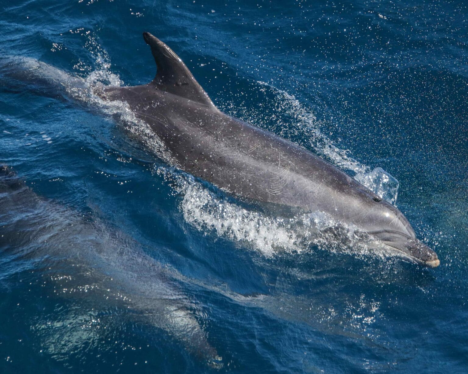 Dolphins at Moreton Island (Mulgumpin) - See Moreton