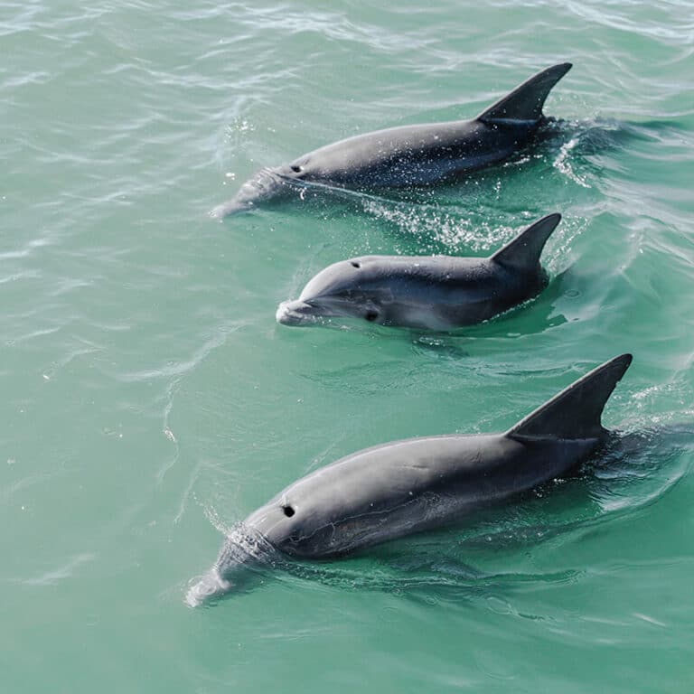 Moreton Island - See Moreton